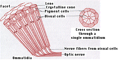 Rebekah's Dissection Log: Land Lubber Grasshopper Dissection