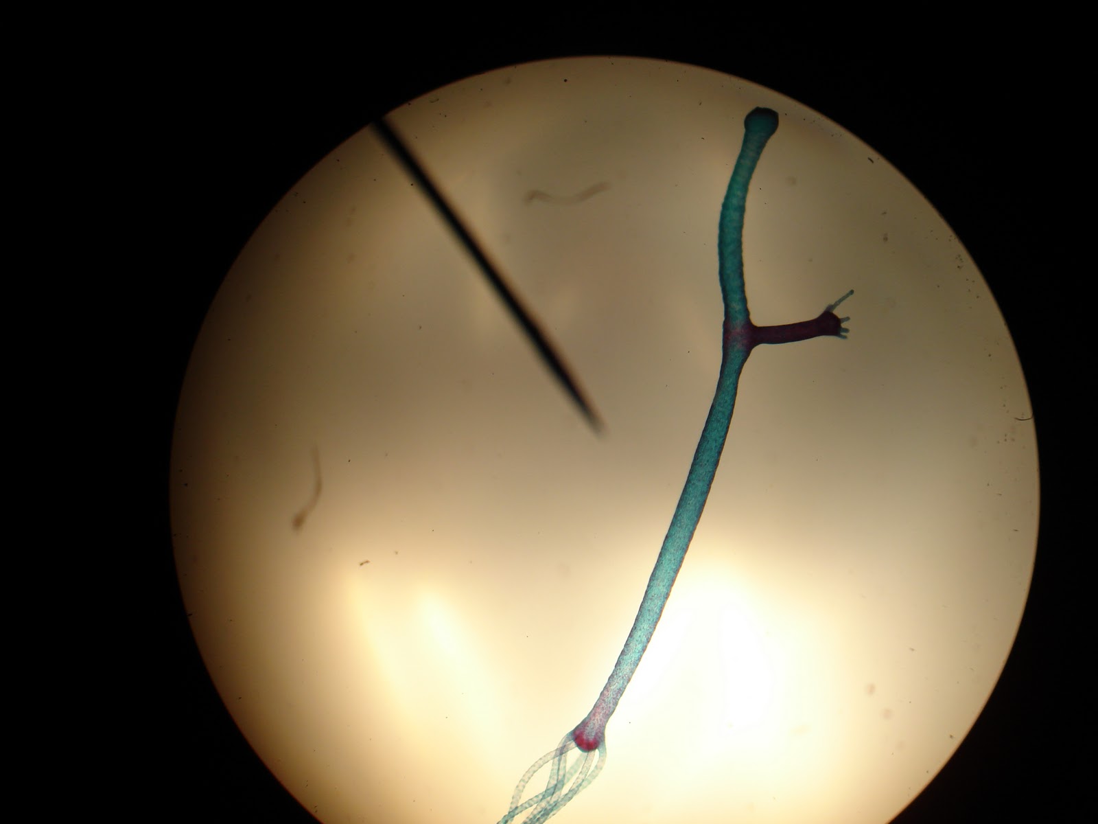 Rebekah's Dissection Log: Hydra: Phylum Cnideria