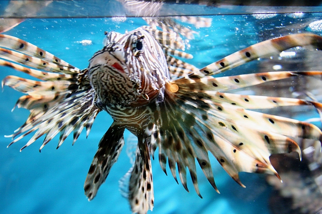 AKWARYSTYKA: NAJPIĘKNIEJSZE AKWARIA, RYBY ŚWIATA