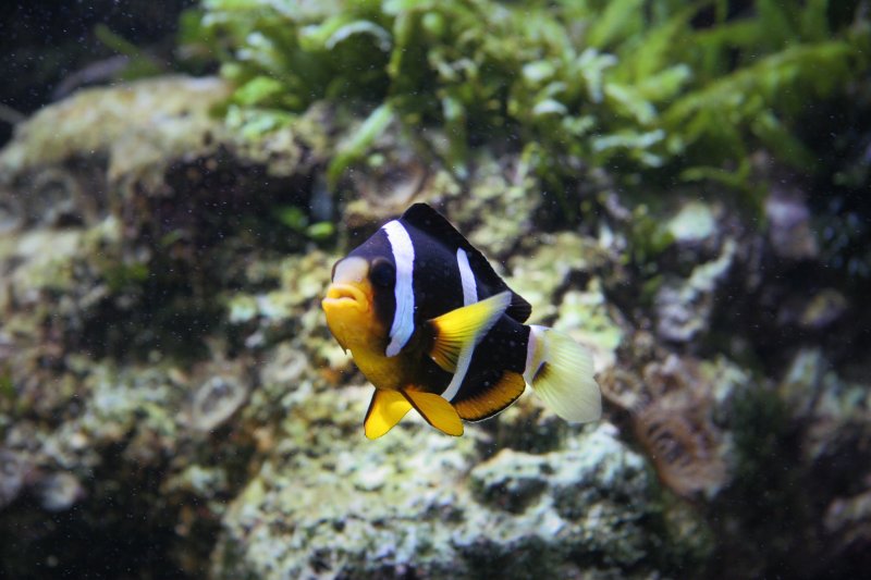 AKWARYSTYKA: NAJPIĘKNIEJSZE AKWARIA, RYBY ŚWIATA