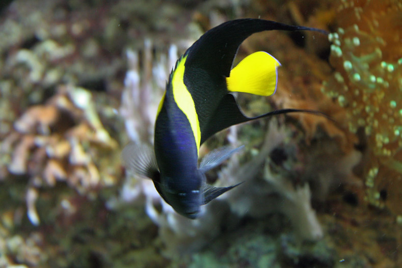 AKWARYSTYKA: NAJPIĘKNIEJSZE AKWARIA, RYBY ŚWIATA