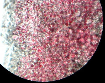 The Wonderful Microworld: Plant Cells - Apple Fruit and Others.