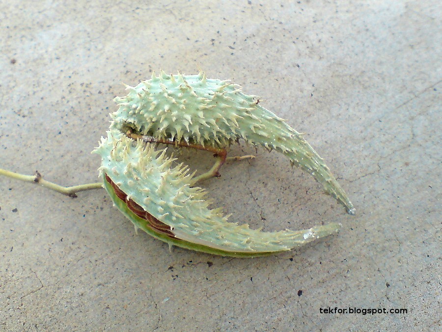 Blue Sky: Blown by the wind - Seeds.