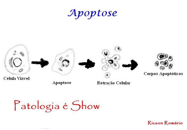 Patologia é Aqui: Apoptose