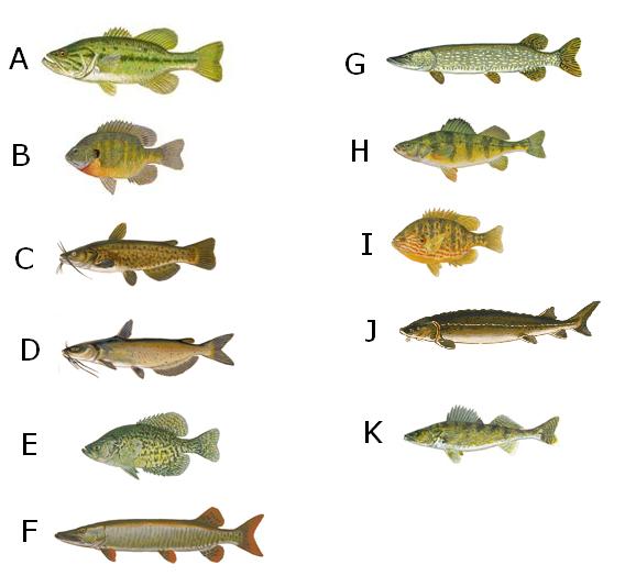 THE LIFE OF RICKIE: Fish Expert