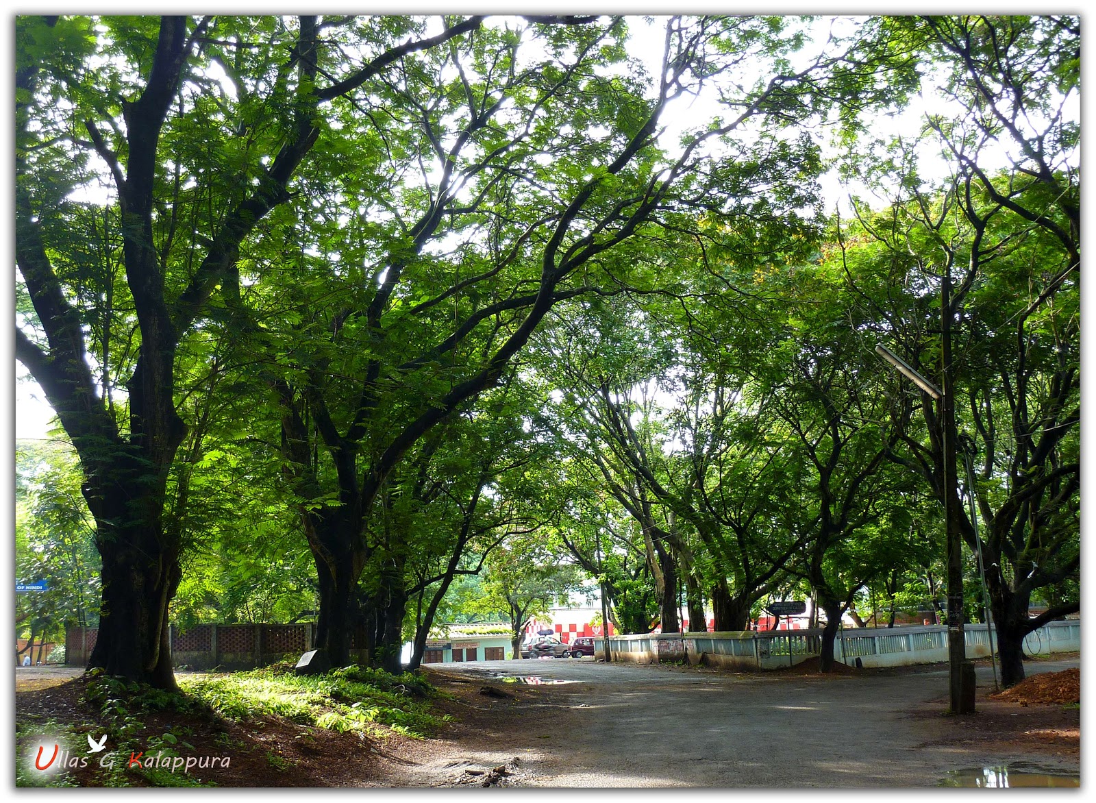 A tribute to CUSAT (Campus photos)