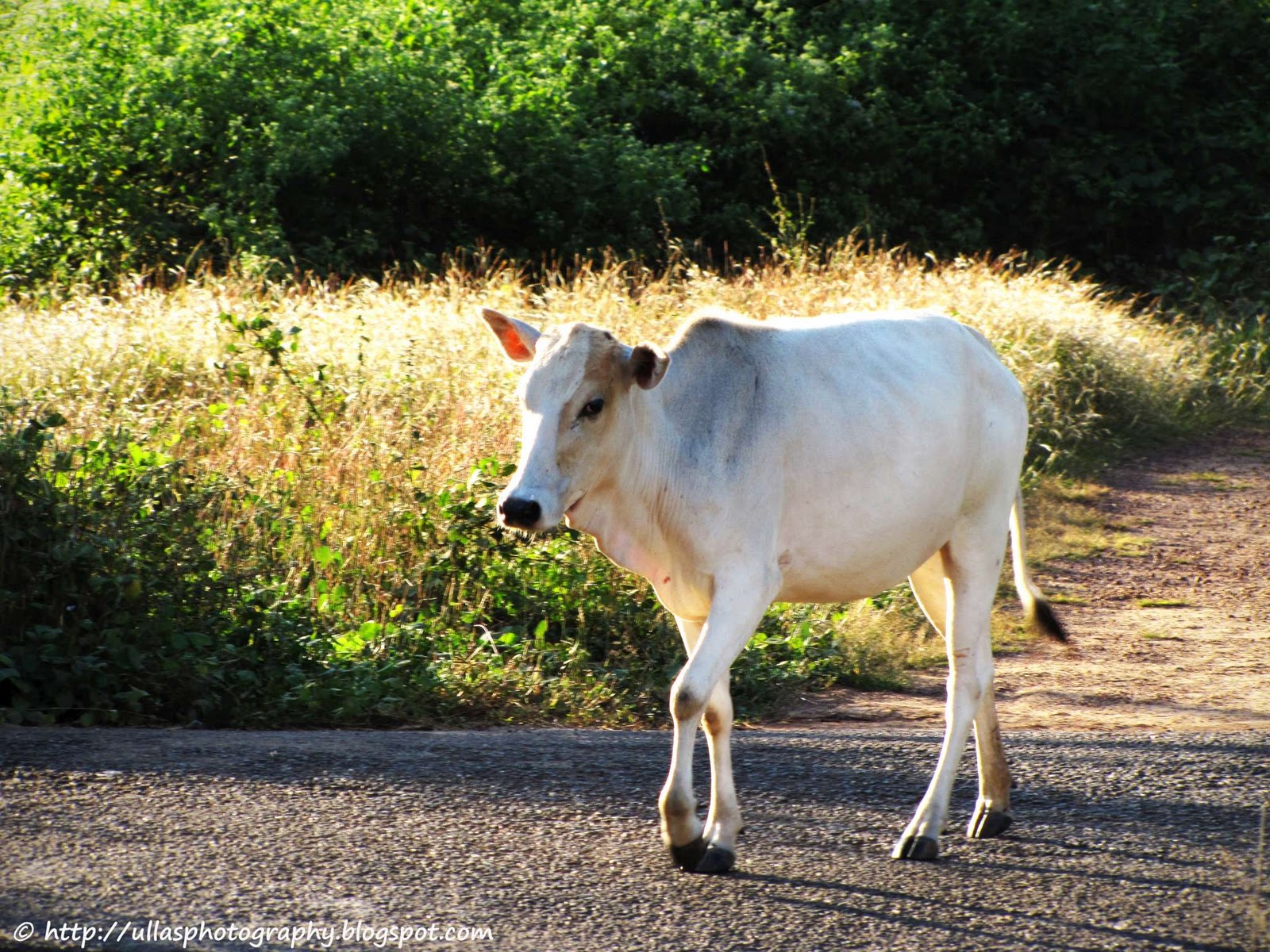 A tribute to CUSAT (Campus photos) Part 2 - CusatXpress