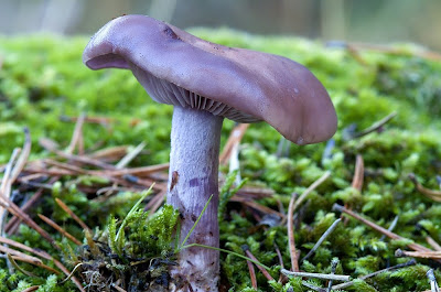 Un blog para mis fotos: Lepistas