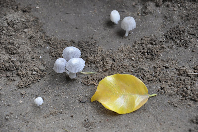 Arte, Comunicación y Fotografía.: Hongos de Mar.