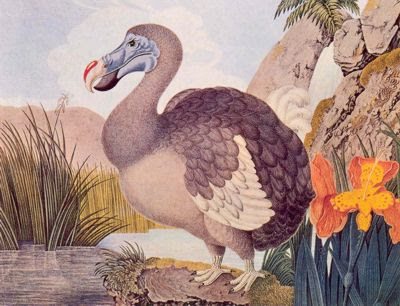 duas ou três coisas: O dodô