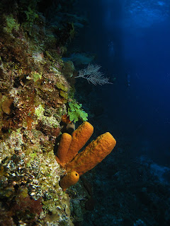 Navassa Island Expedition