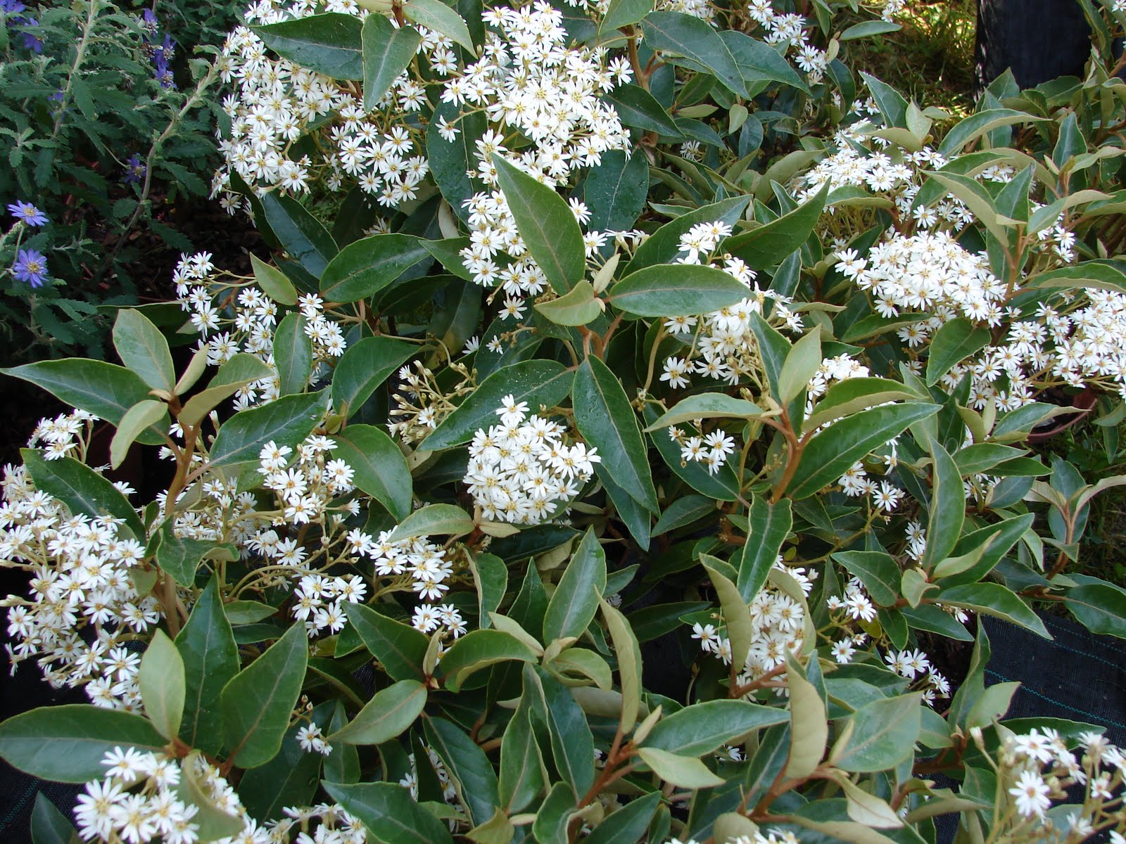 *Jardins-Parcs-Paisatges-Muntanyes-Ciutats*: Olearia cheesemanii ...