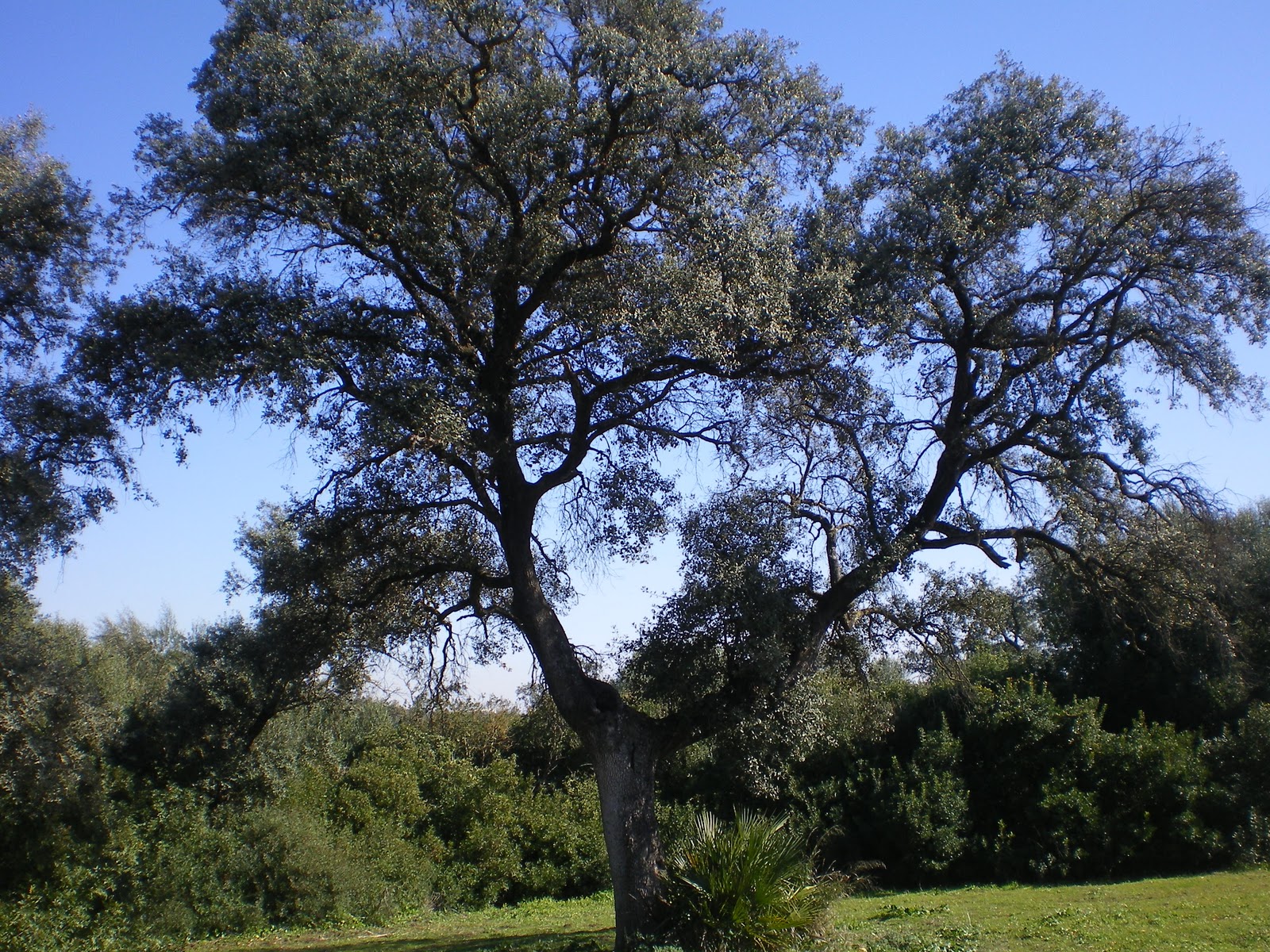 PILARES AL NATURAL: ENCINA