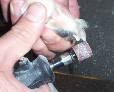 Boxers 101: Dog Nails: Keeping Your Boxer's Toenails Trimmed
