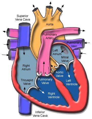Vena Cava Superior