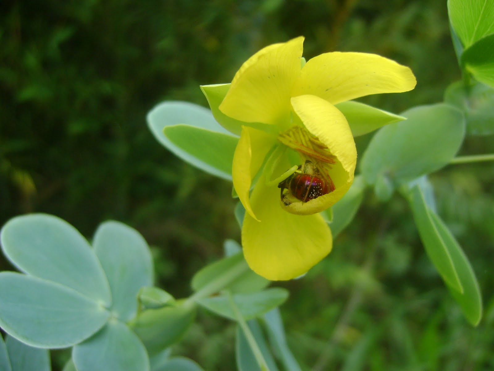 Fabaceae - Leguminosae no Brasil: Fabaceae - Chamaecrista latistipula ...