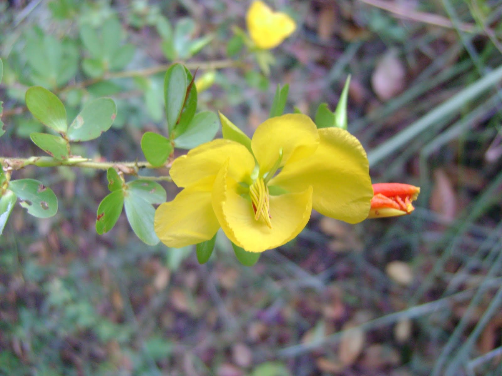 Fabaceae - Leguminosae no Brasil: Fabaceae - Chamaecrista desvauxii var ...