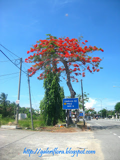 Galeri flora: Pokok Semarak Api ( Delonix regia )