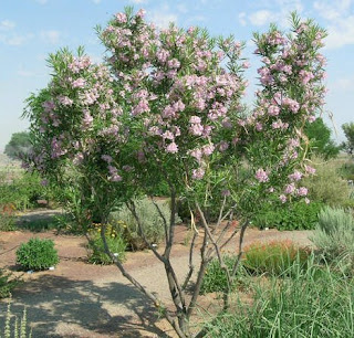 Arizona Landscaping: Featured Tree: Desert Willow