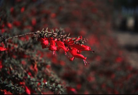 Arizona Landscaping: Eremophila Maculata Valentine Bush