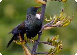 nudistresort: Wellington Naturists (Inc.),New Zealand,Naturist Club