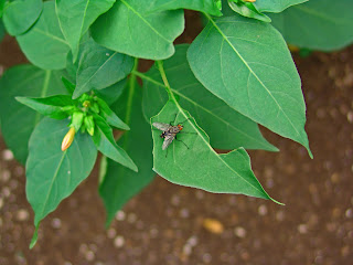 La Galería Fotográfica de Esteban Amaro: Mosca Chiclera
