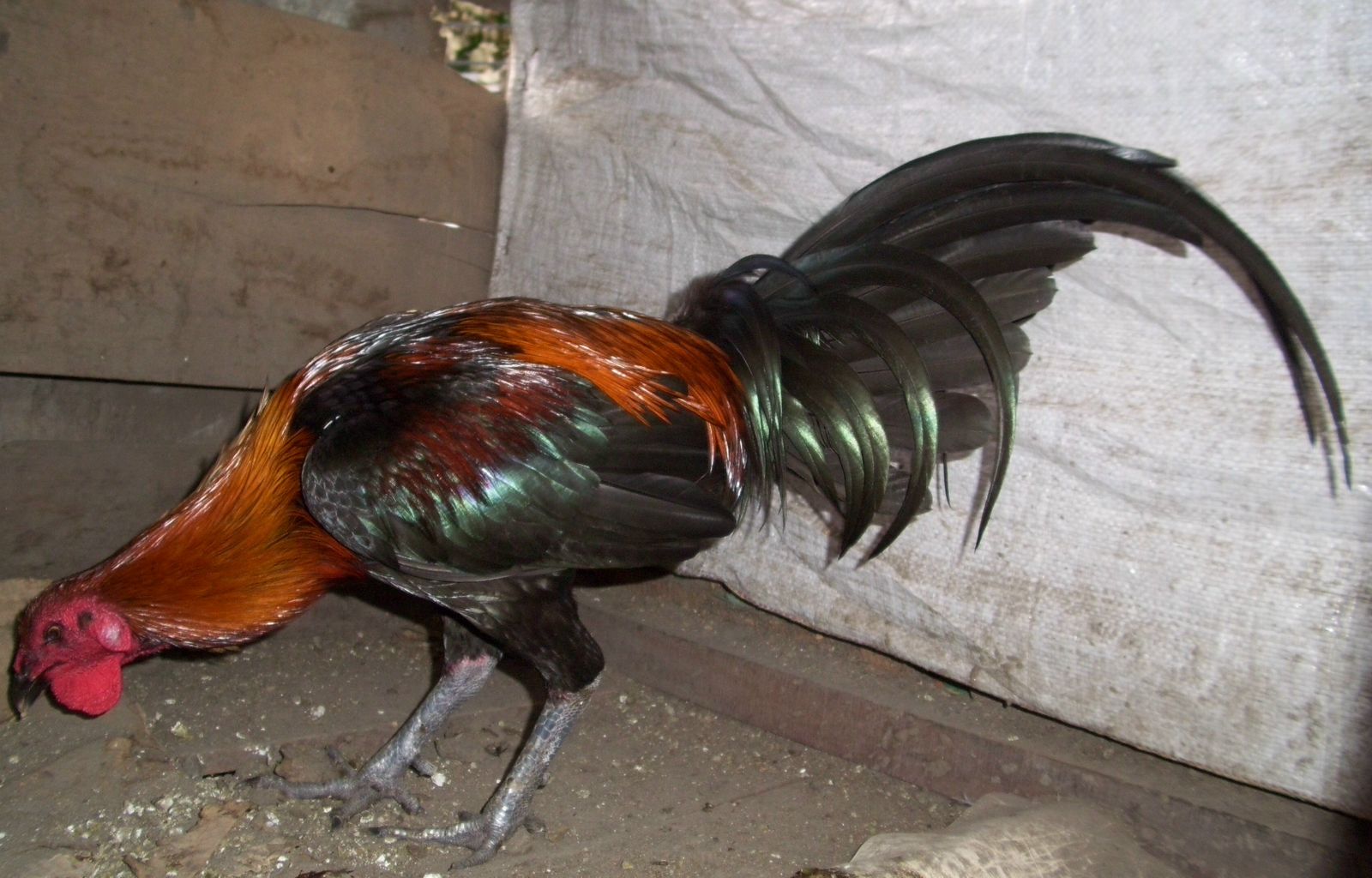 GALLOS NAVAJEROS DEL PERU - CRIADERO VIENRICH