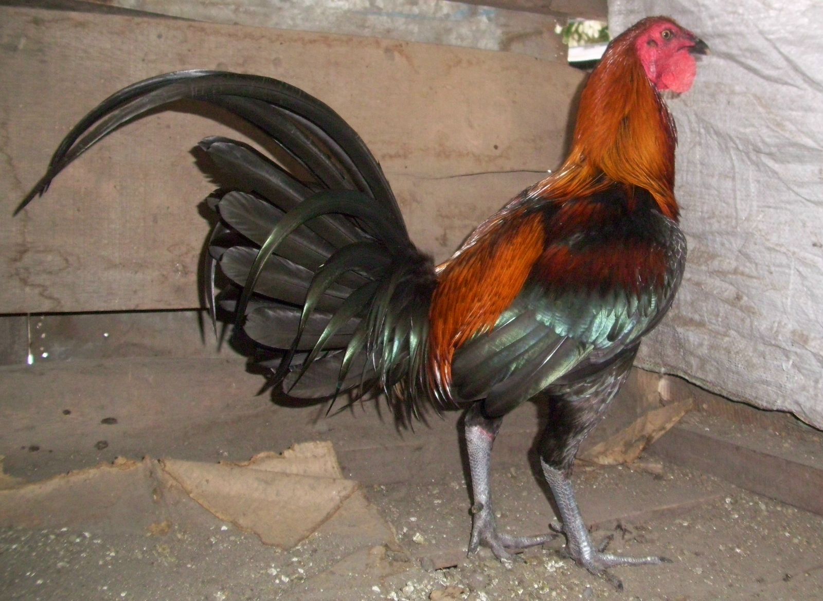 GALLOS NAVAJEROS DEL PERU - CRIADERO VIENRICH