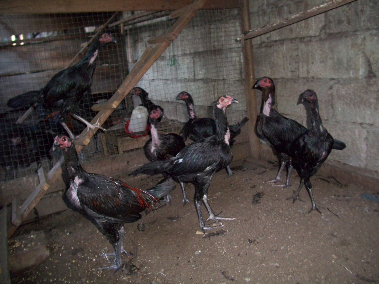 GALLOS NAVAJEROS DEL PERU - CRIADERO VIENRICH