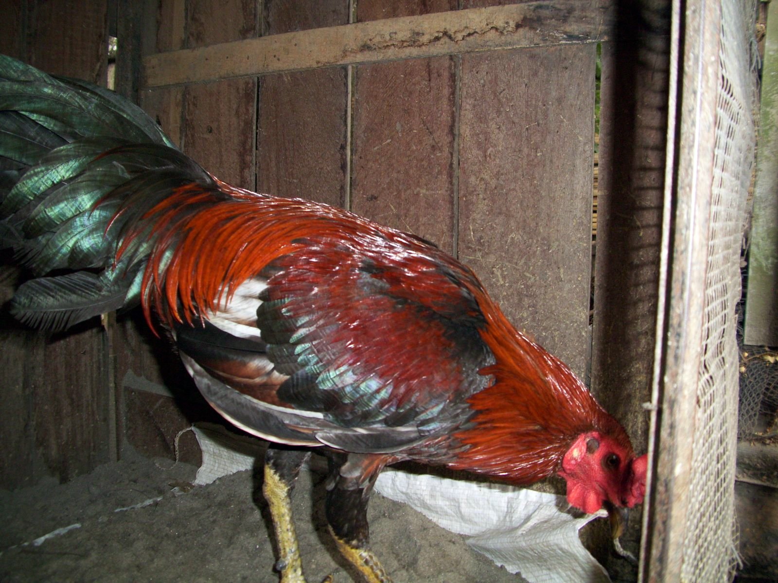GALLOS NAVAJEROS DEL PERU - CRIADERO VIENRICH
