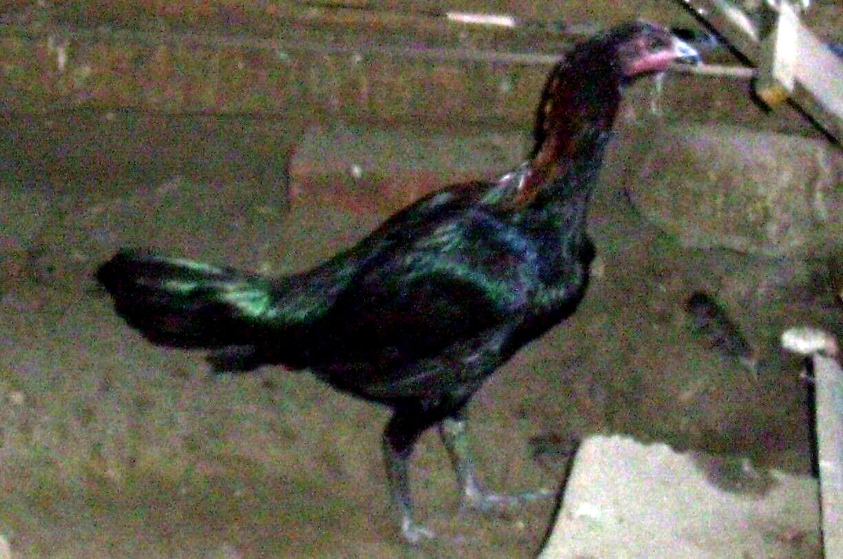 GALLOS NAVAJEROS DEL PERU - CRIADERO VIENRICH