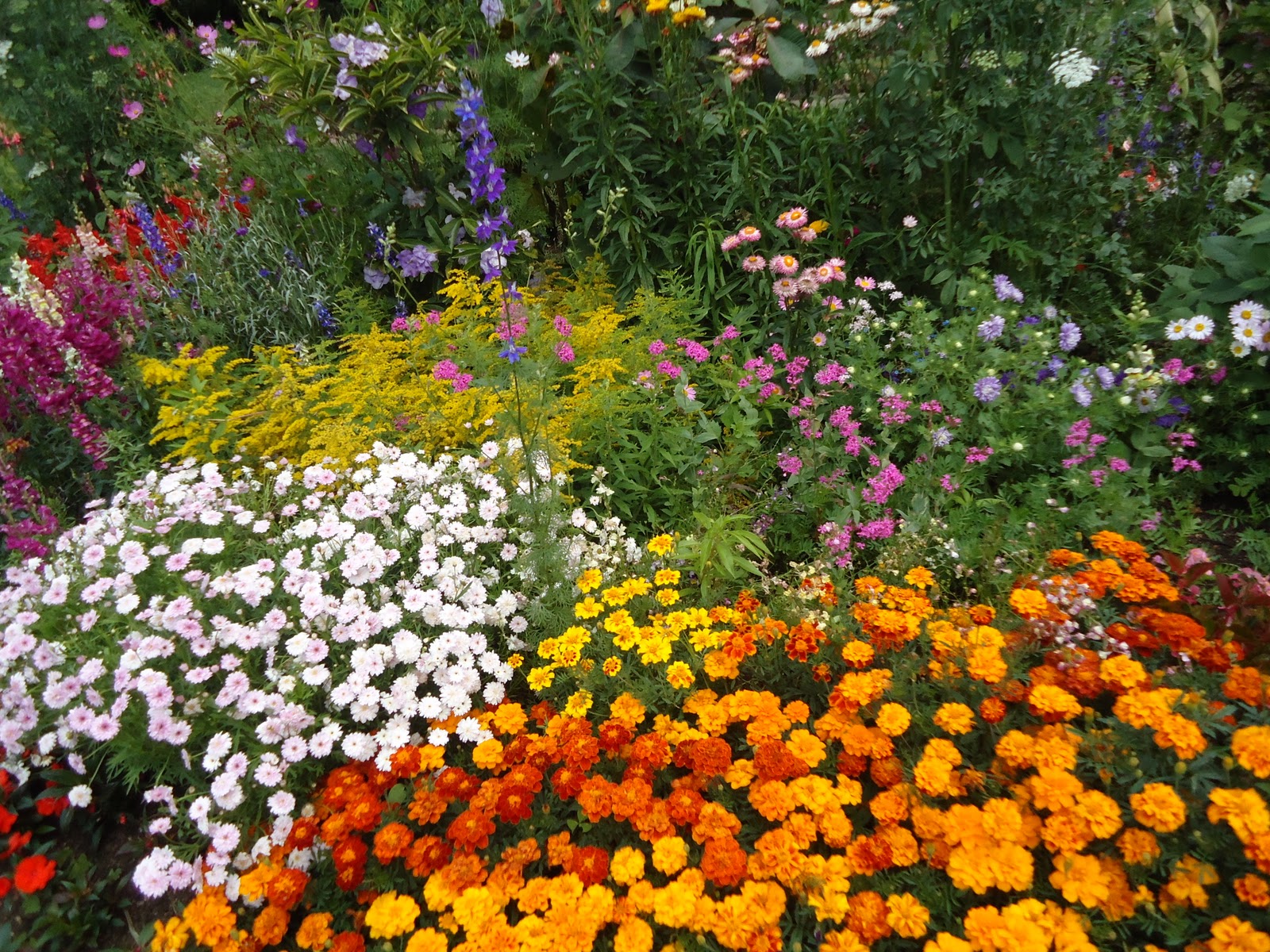 Nuwara Eliya, Sri Lanka: Flowers in Nuwara Eliya