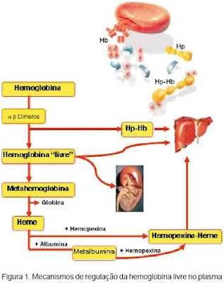 é tudo CIÊNCIA: absorção intestinal do cálcio