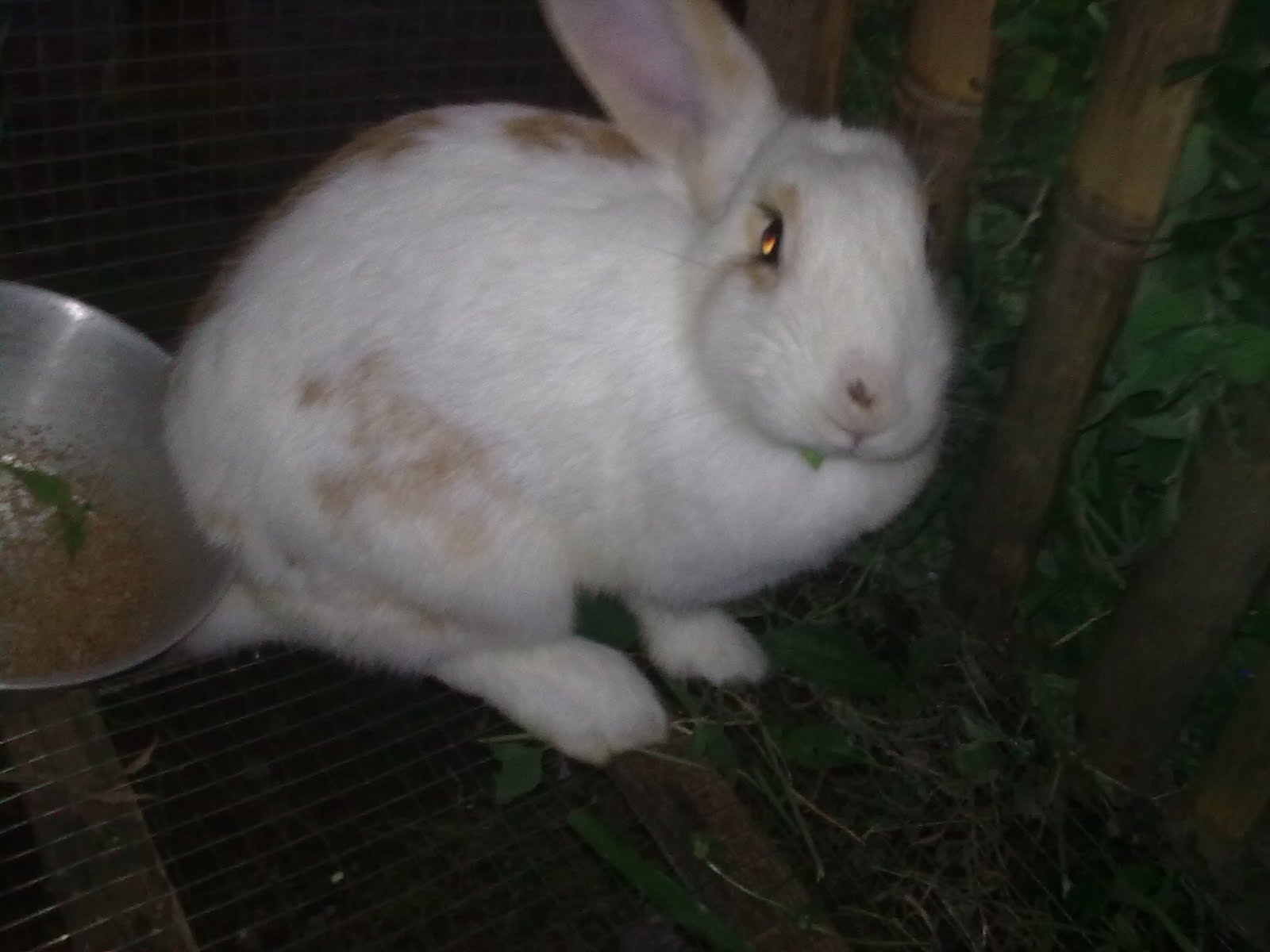 English Spot Rabbit | RABBITS BOX