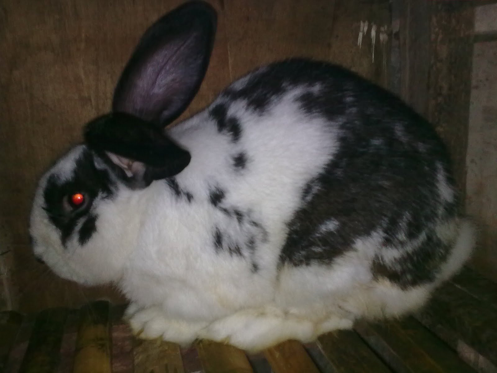 English Spot Rabbit | RABBITS BOX