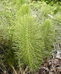 NaturaLand: COADA CALULUI - Equisetum arvense