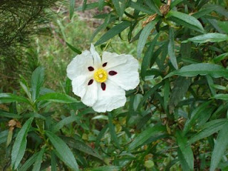 M O U R A M O R T A: A Esteva