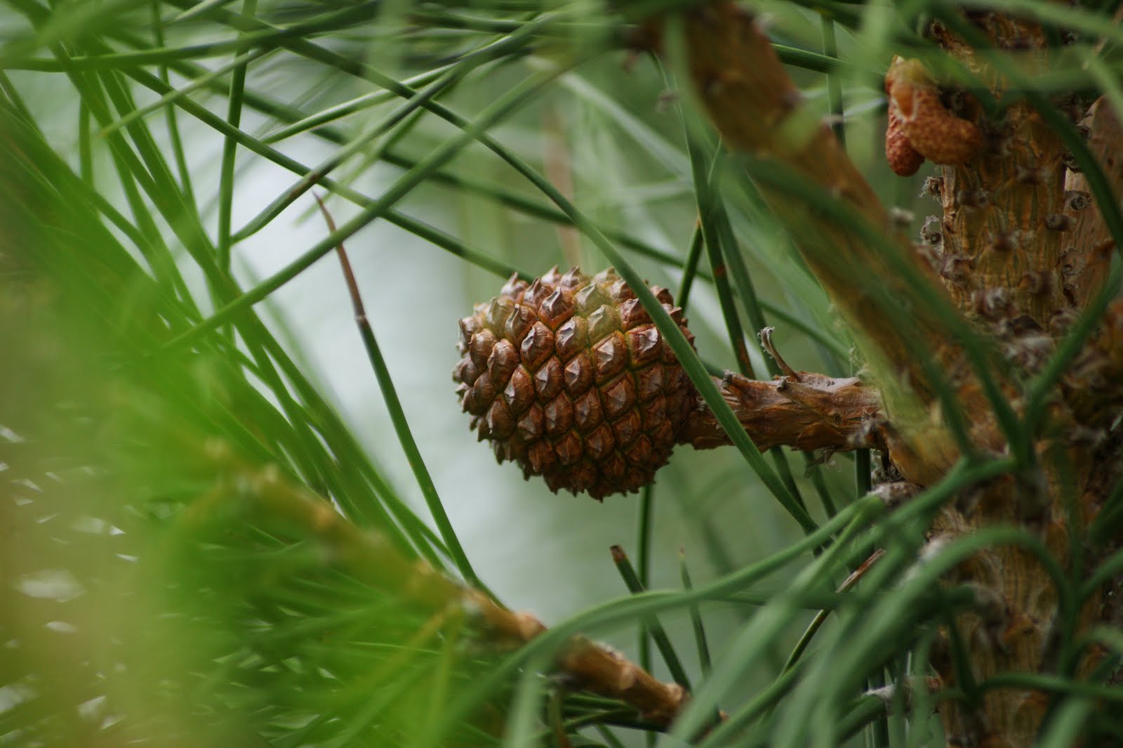 trepadeira: "PINUS PINEA",PINHEIRO MANSO E FÁTIMA E OS ANIMAIS