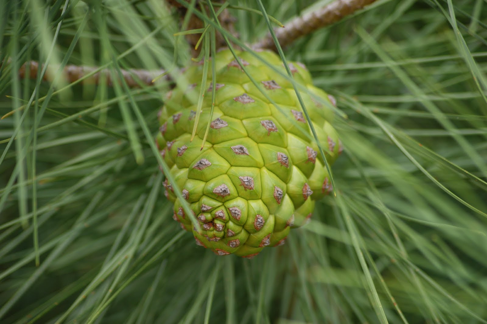 trepadeira: "PINUS PINEA",PINHEIRO MANSO E FÁTIMA E OS ANIMAIS