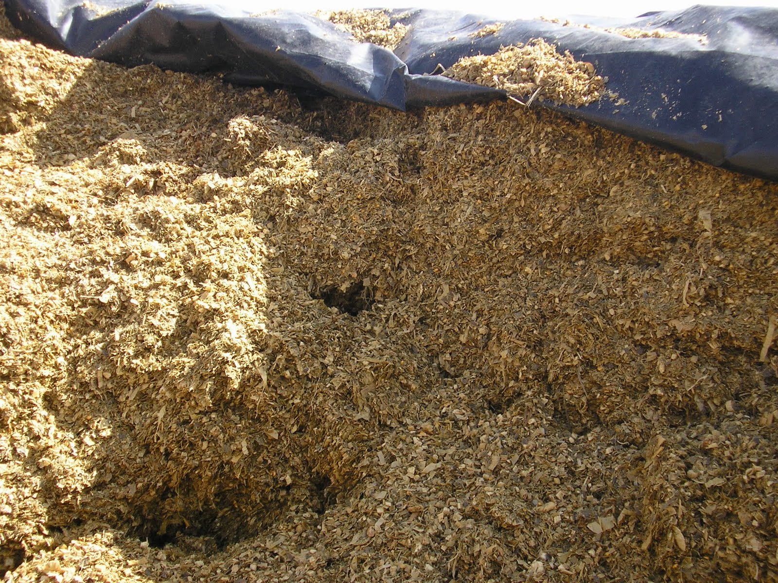 dairyspecialistinrussia: Corn silage production and marketing in Jordan