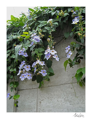 Fotos de Lo Bello: Bignonia Azul... No es muy bella?