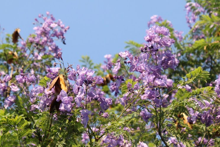 Yukjotp: Árboles y flores