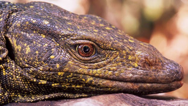 New Giant Lizard ~ Science Storiented