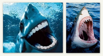 The Official Bum Site: Study Shows: Happy Sharks