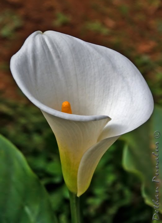 Dethan Punalur: September 2010