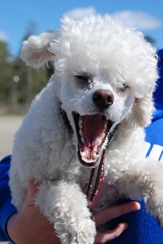 Handmade by Mother: Pat the *!$@% Poodle!