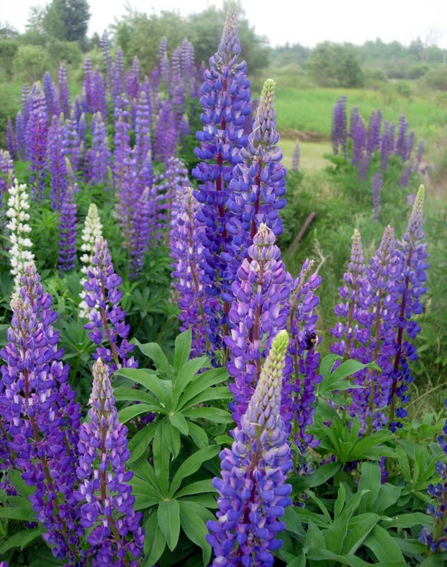 Ronna's Blog: Oodles of Lupins