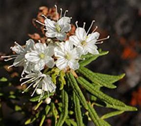 Natural Pet Healthcare: Homeopathic Remedy: Ledum