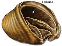 Natural Pet Healthcare: Laminitis in Horses