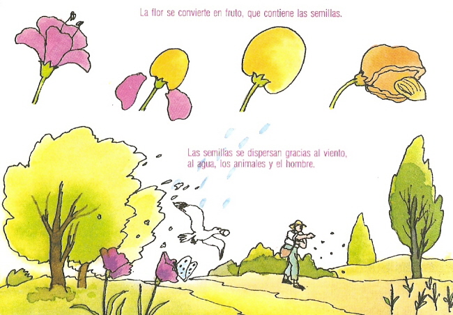 FISIOLOGIA VEGETAL: DISPERSION DE LA SEMILLA